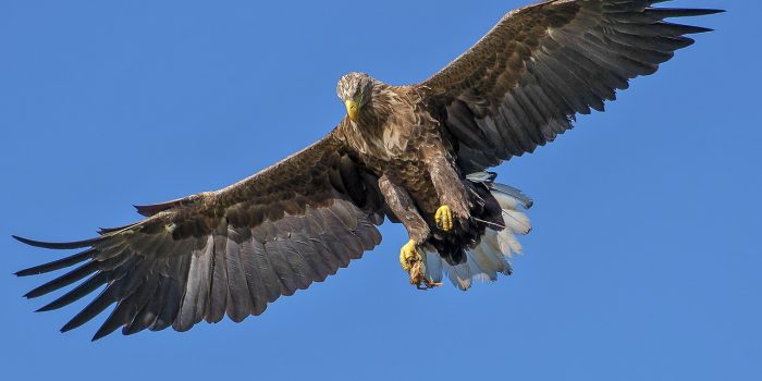 ¿Qué son los animales aéreos?