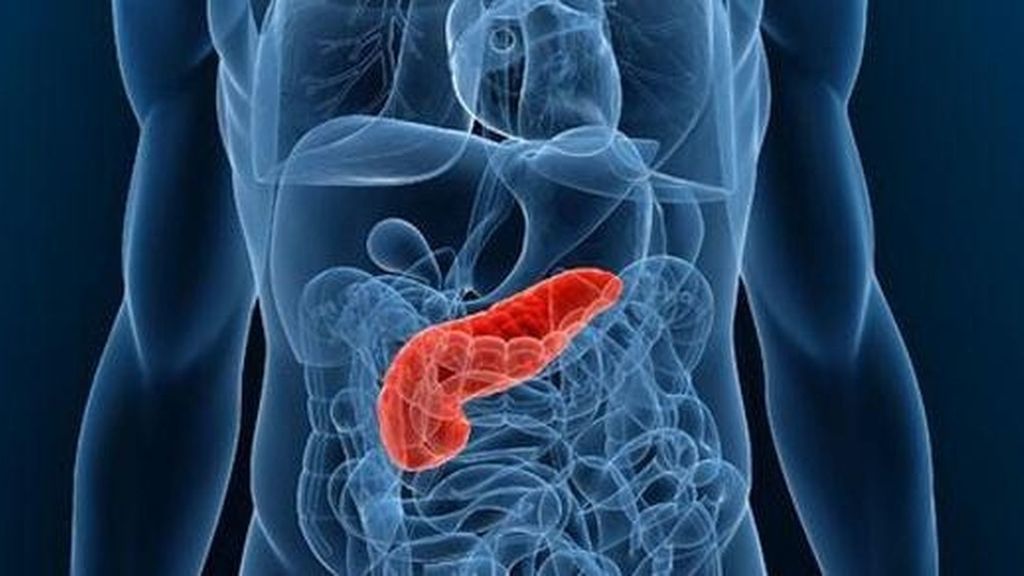 ¿Conoces la función del páncreas?